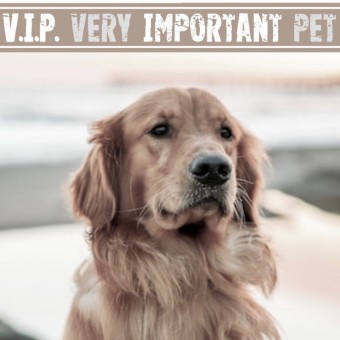 Dogs Inn® - Manufaktur | SALTYDOG ® VIP Very important Pet | Dogs Inn ...