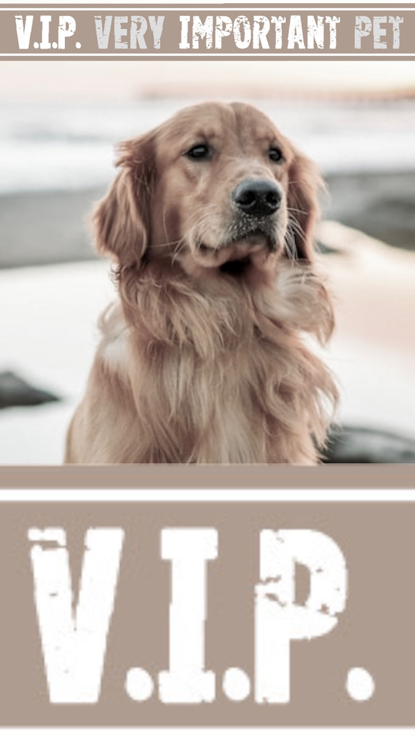 Dogs Inn® - Manufaktur | SALTYDOG ® VIP Very important Pet | Dogs Inn ...